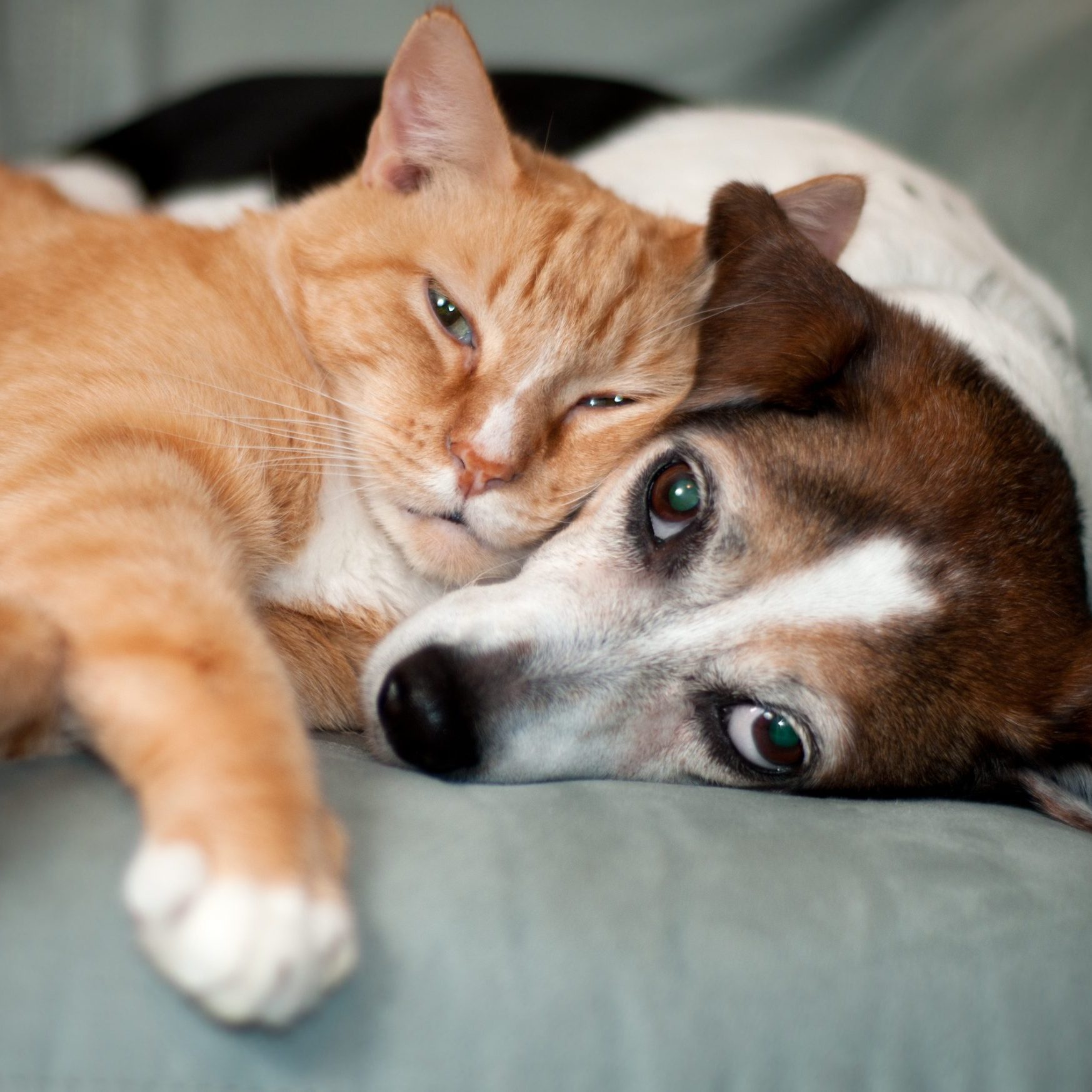 Available Dogs & Puppies - SafeHaven Humane Society