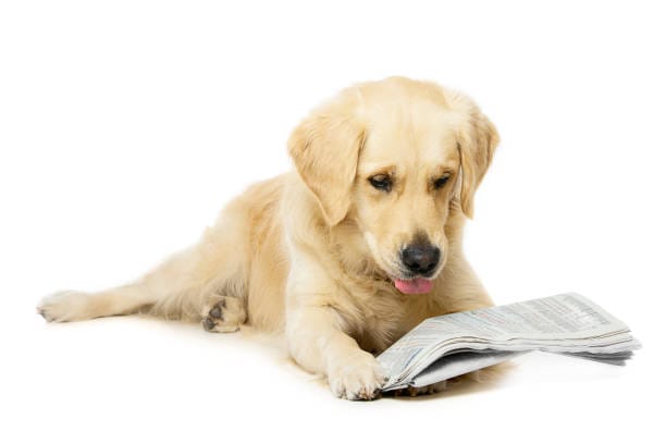 Pet Press Magazine - SafeHaven Humane Society