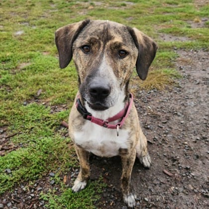 Available Dogs & Puppies - SafeHaven Humane Society