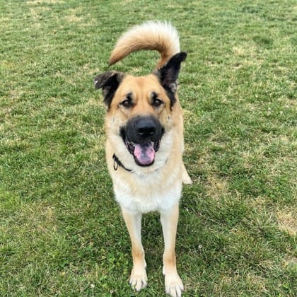 Available Dogs & Puppies - SafeHaven Humane Society