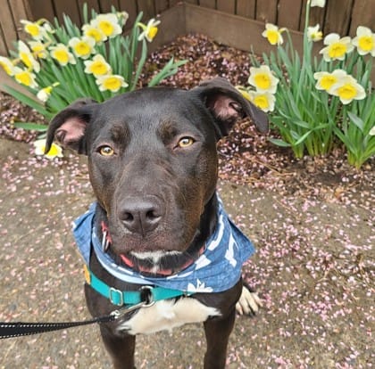 Available Dogs & Puppies - SafeHaven Humane Society
