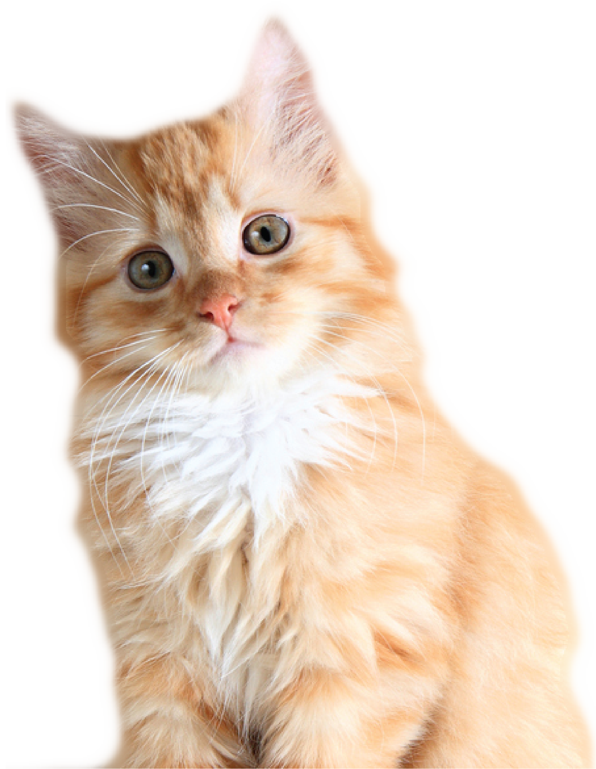SafeHaven Humane Society