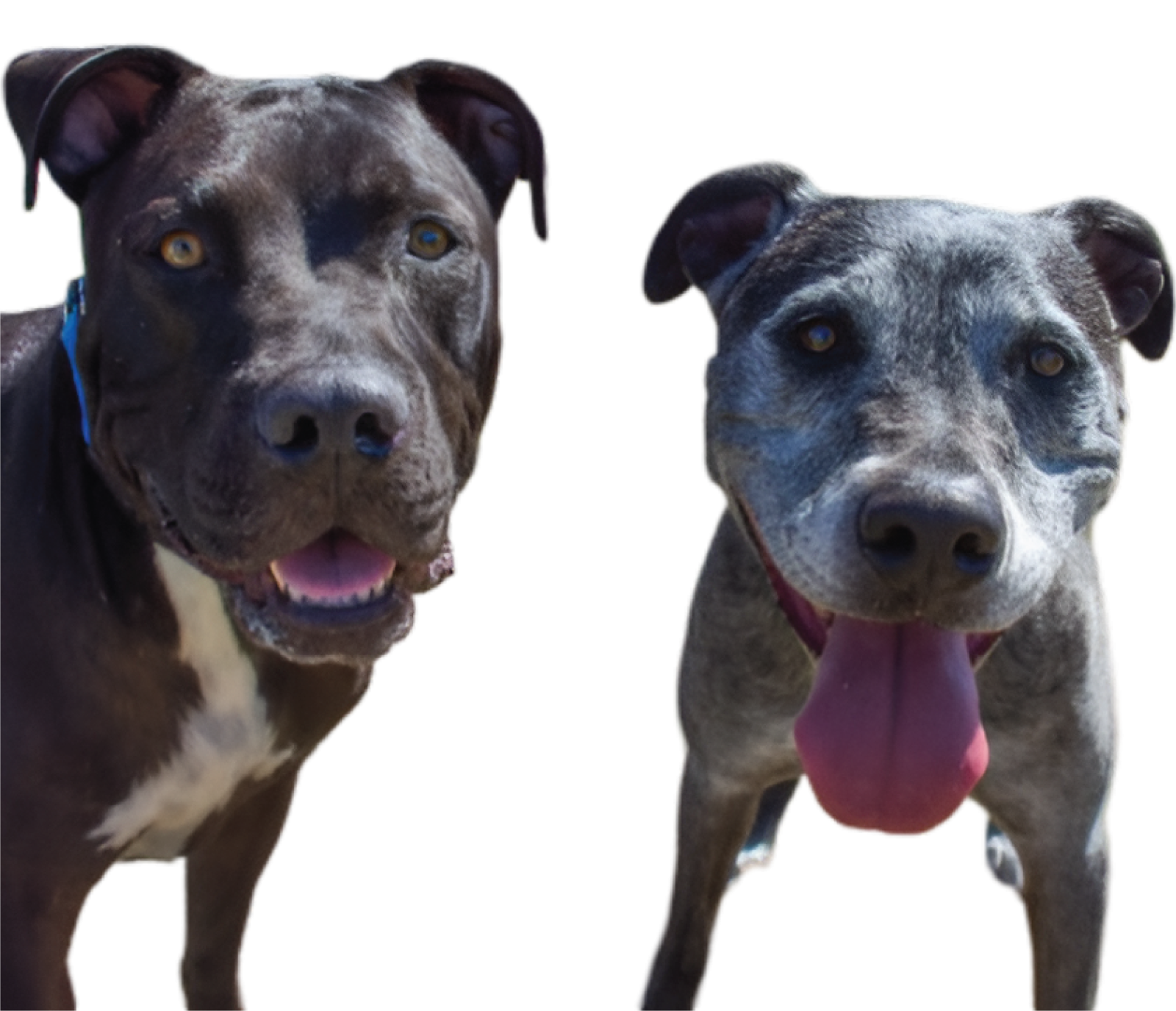 Available Dogs & Puppies - SafeHaven Humane Society